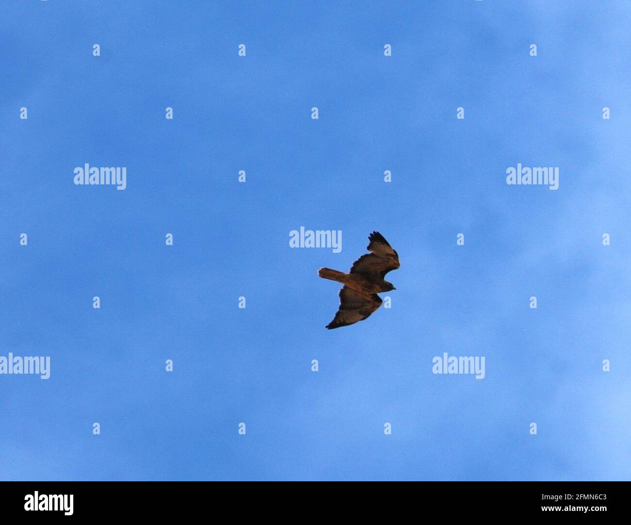 Red tail hawk soaring over a New Mexico Canyon Stock Photo - Alamy