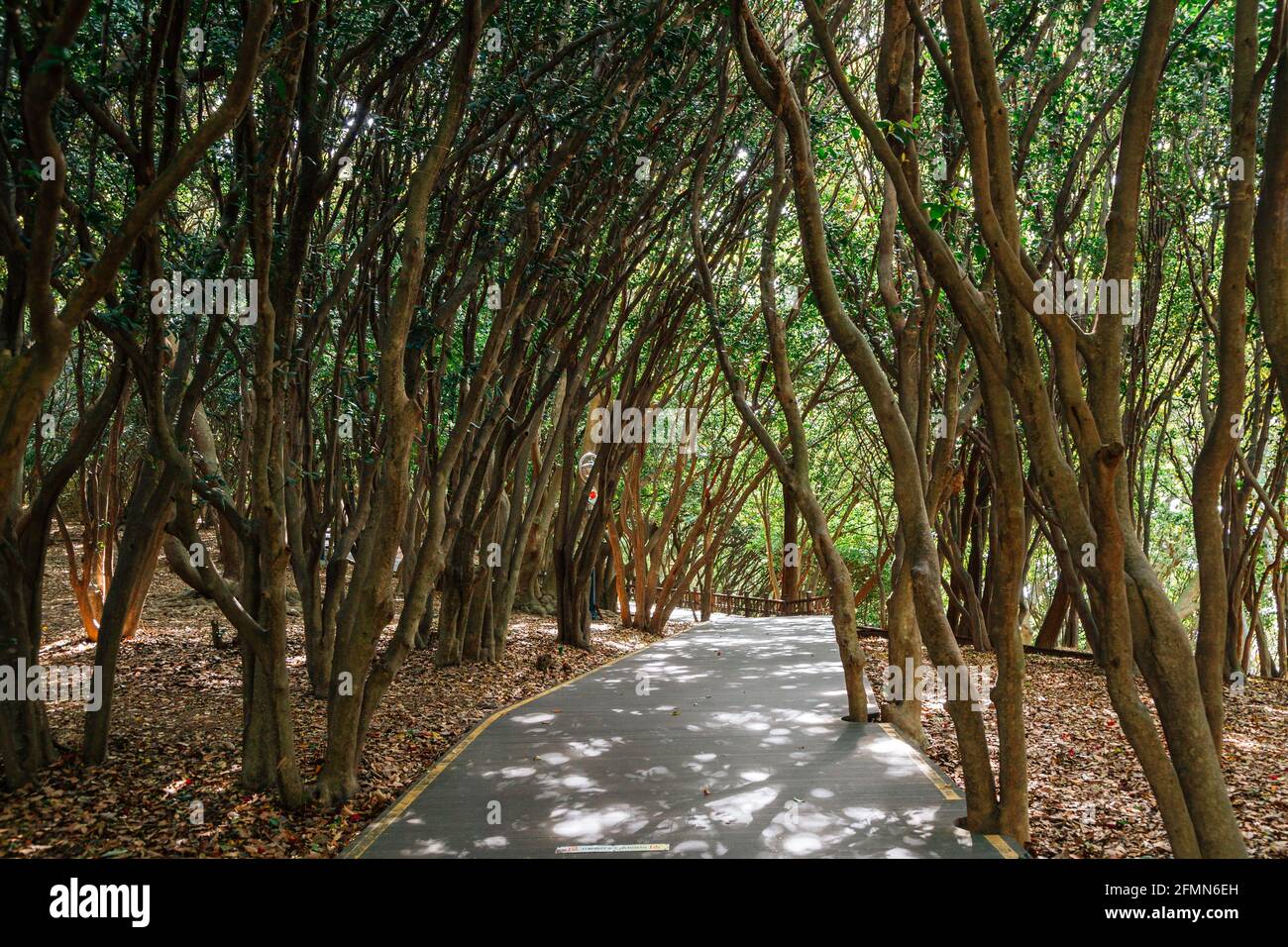 Odongdo island forest road in Yeosu, Korea Stock Photo - Alamy