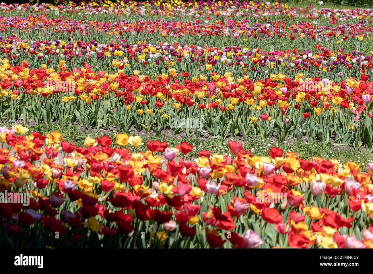 Tulip field with bright flowers assorted colors Stock Photo - Alamy
