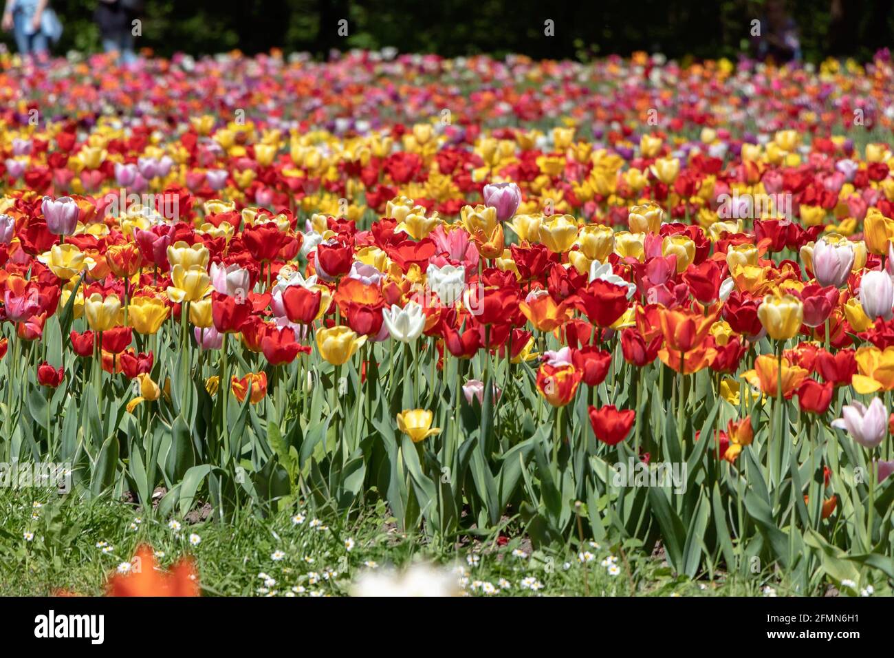 Vibrant tulip colors hi-res stock photography and images - Alamy