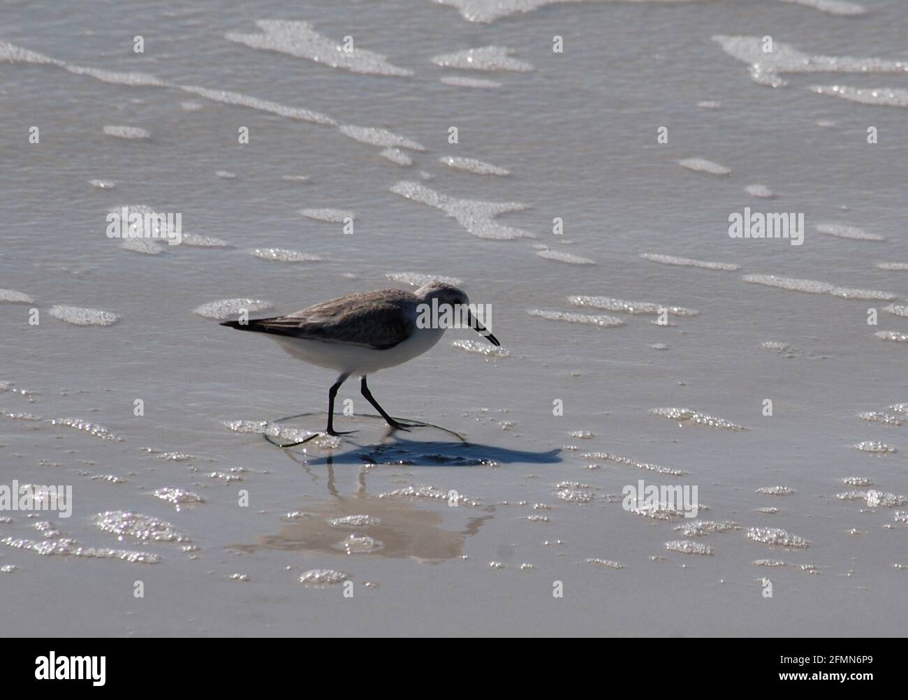 Piper species hi-res stock photography and images - Alamy