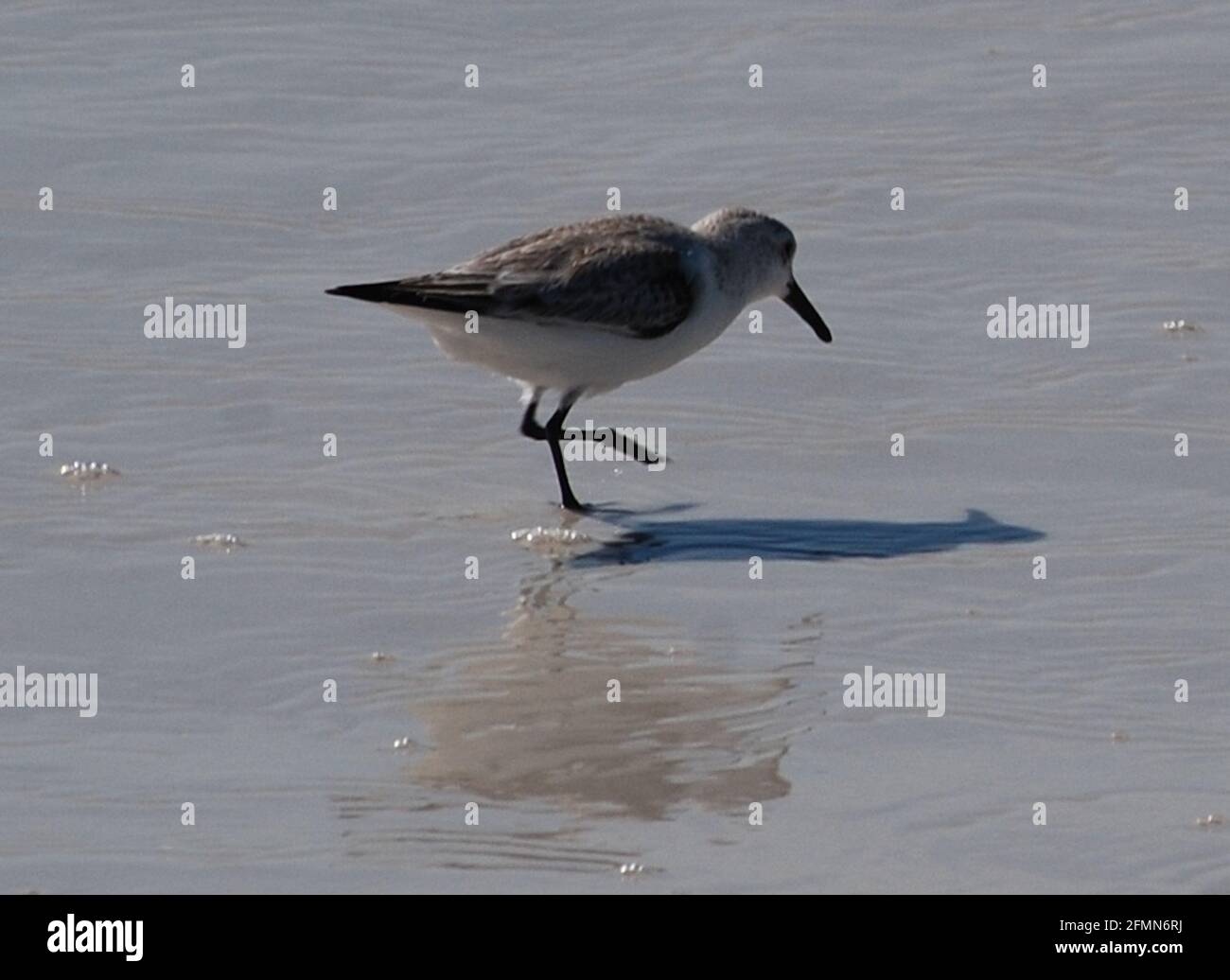 Piper species hi-res stock photography and images - Alamy