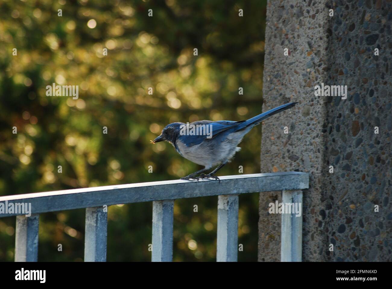 Central migration route hi-res stock photography and images - Alamy