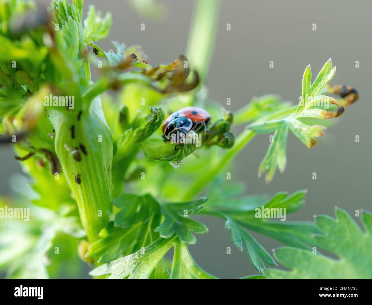 Ladybird on an aphid infested coriander plant Stock Photo - Alamy