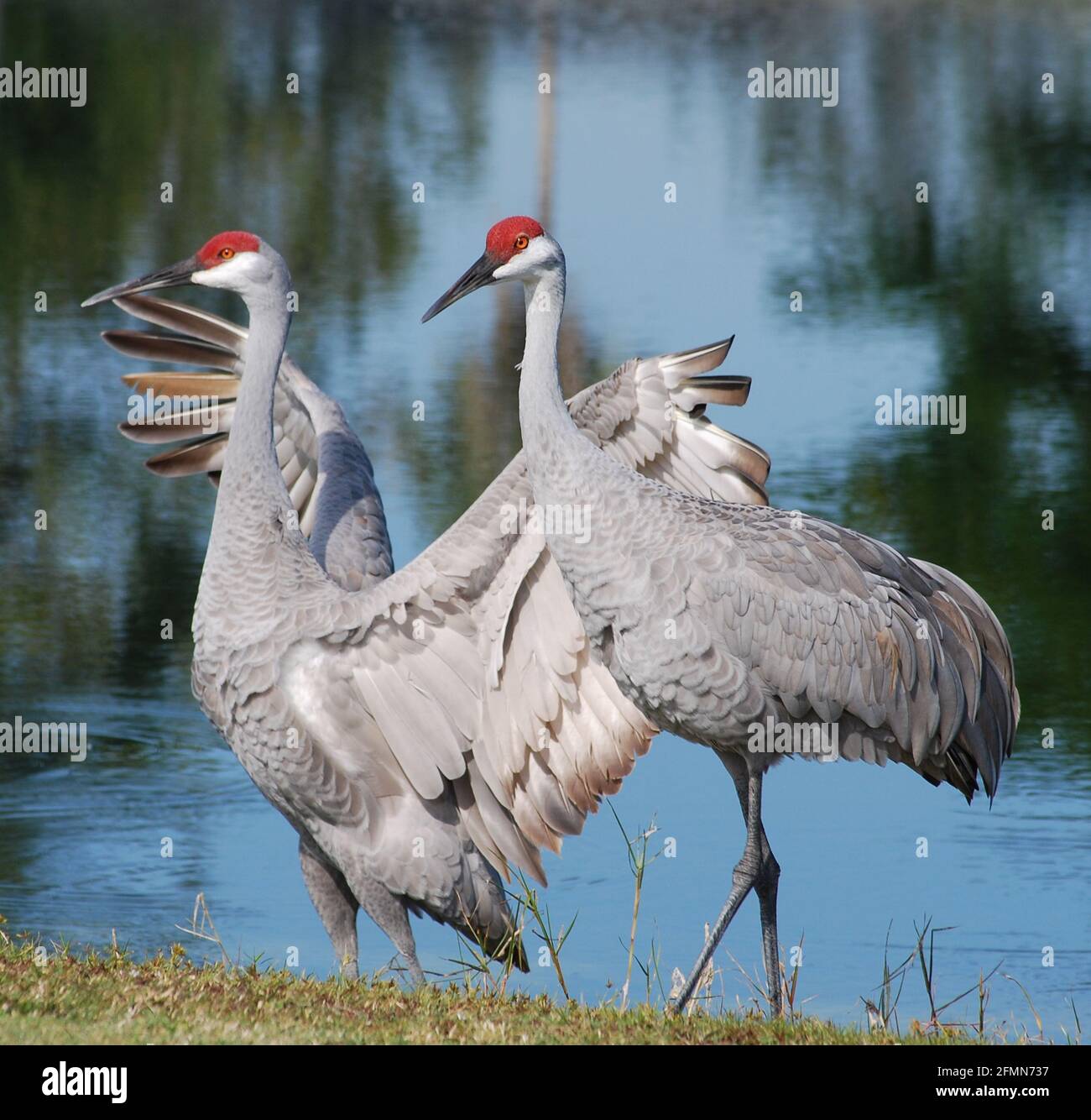 Cranes nest hi-res stock photography and images - Alamy