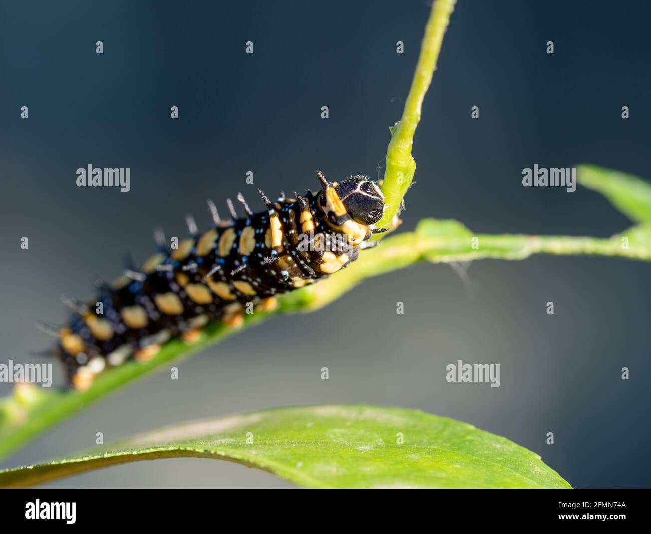 Australian swallowtail butterfly hi-res stock photography and images ...