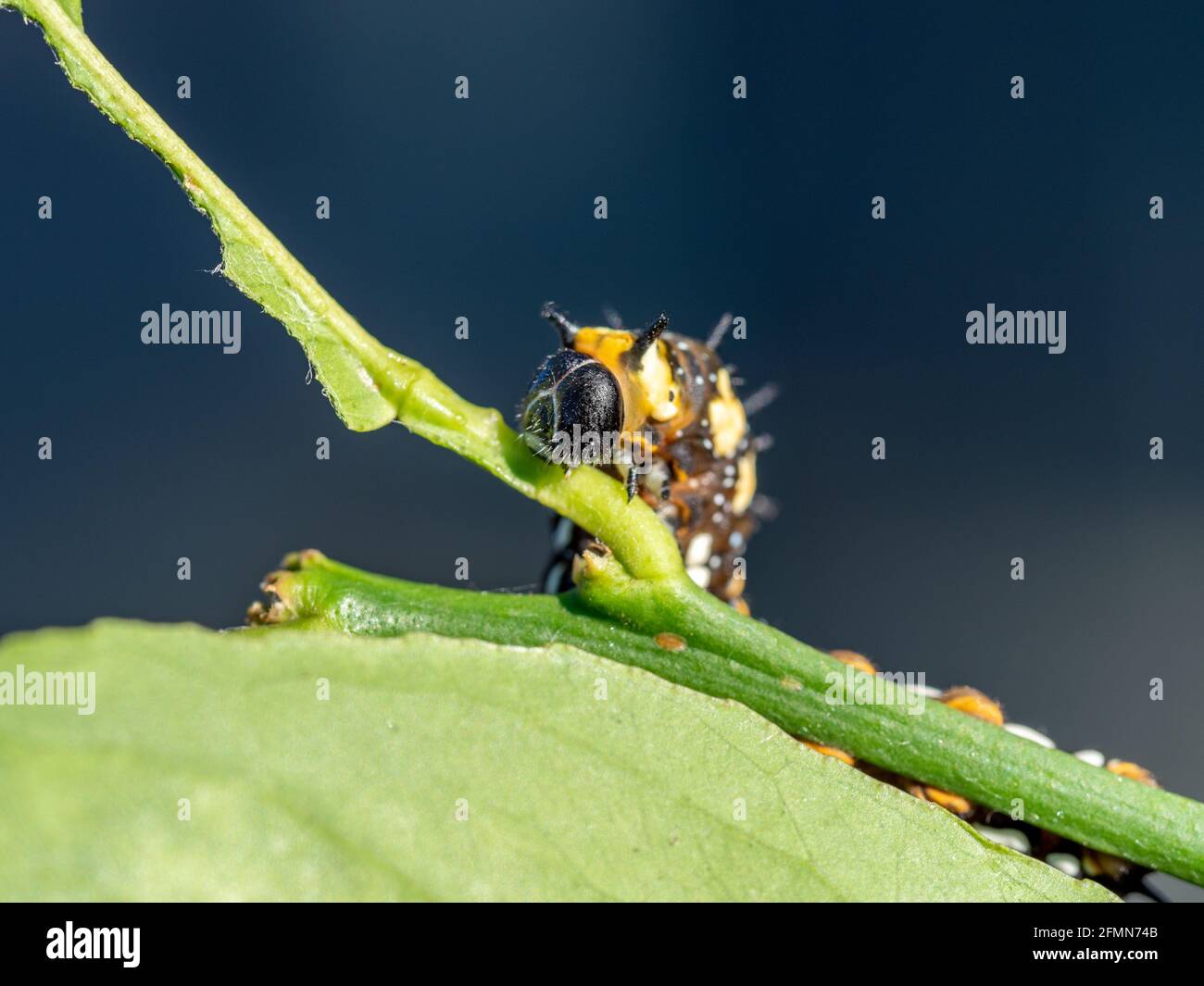 Australian swallowtail butterfly hi-res stock photography and images ...