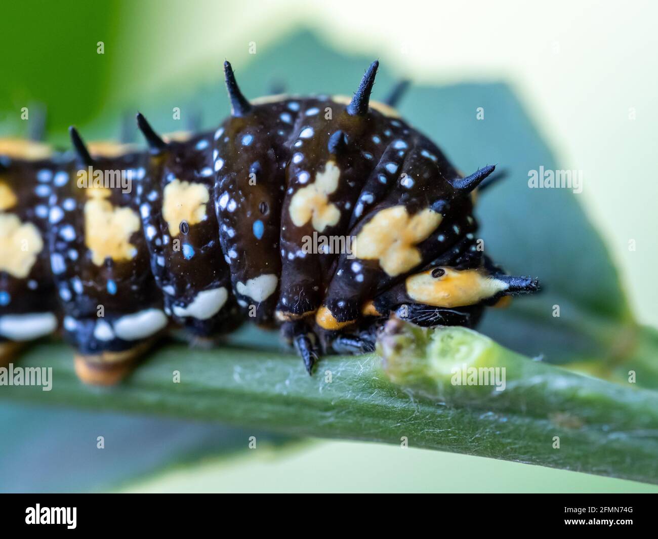 Papilio anactus (Dainty Swallowtail) caterpillar on a citrus tree Stock ...