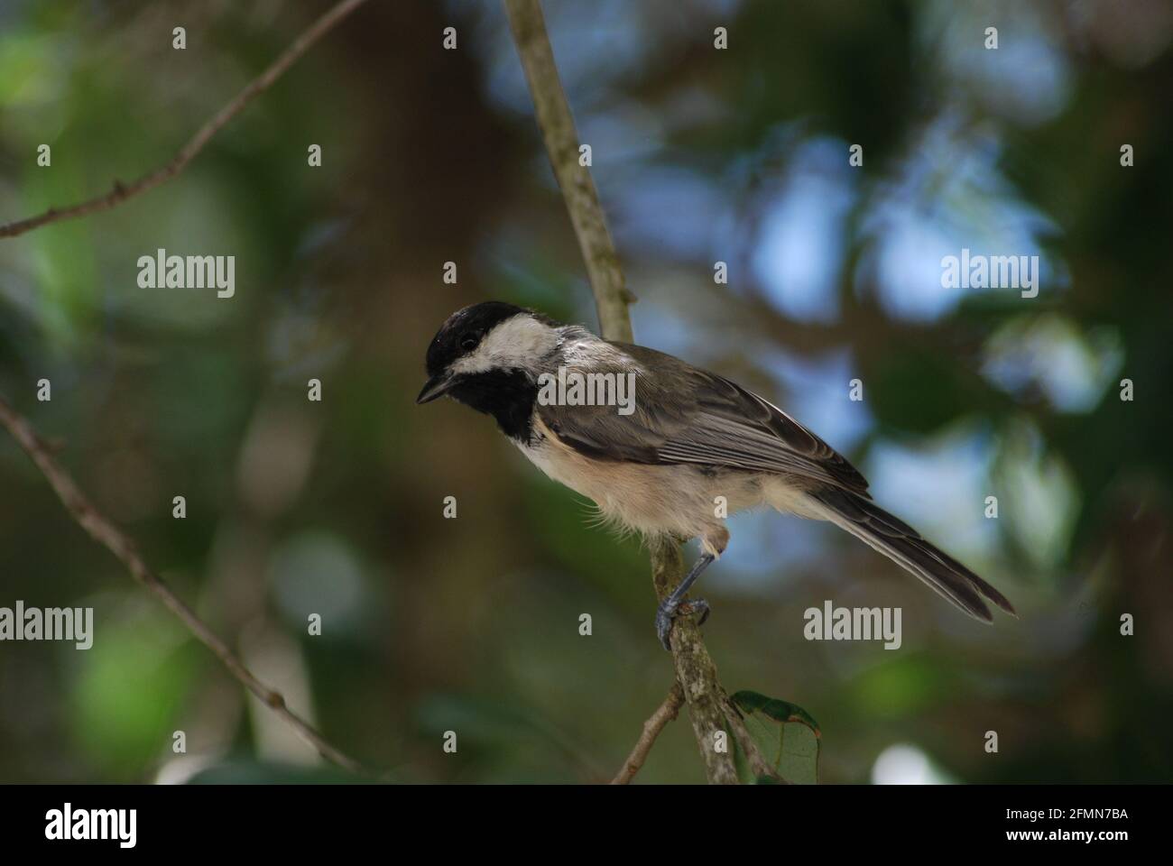 Chickadee flying hi-res stock photography and images - Alamy
