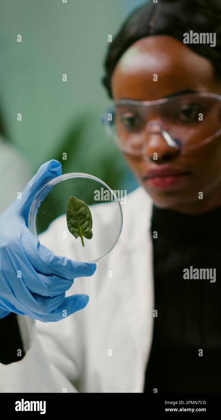 Close up of african scientist looking at petri dish with green leaf ...