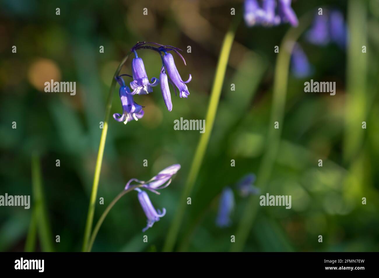 Bluebell wildflowers growing in early spring in Ireland Stock Photo - Alamy