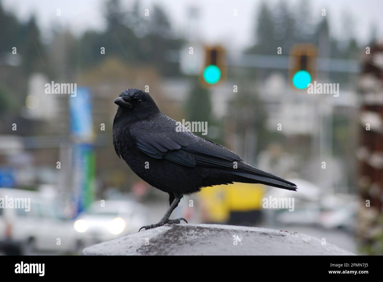 A crow sits in the rain along a busy street in Seattle Stock Photo - Alamy