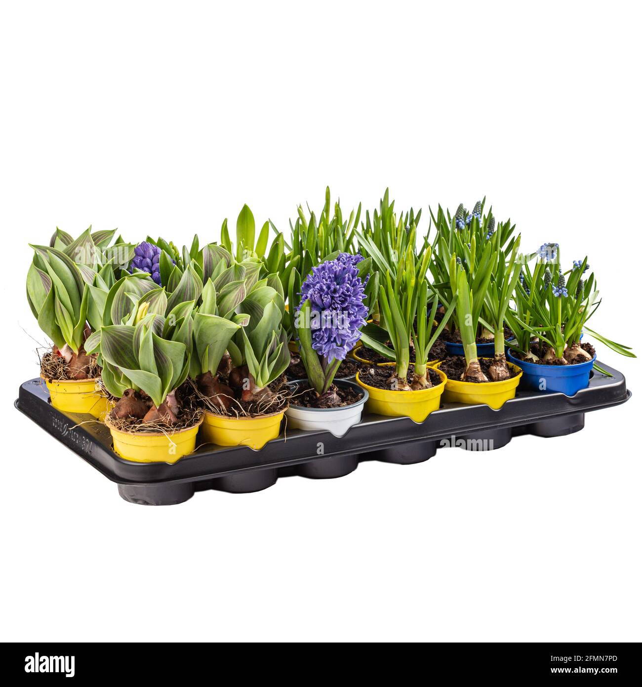 Mix of spring flowers ready for sale, muscari, hyacinth, tulip in ...