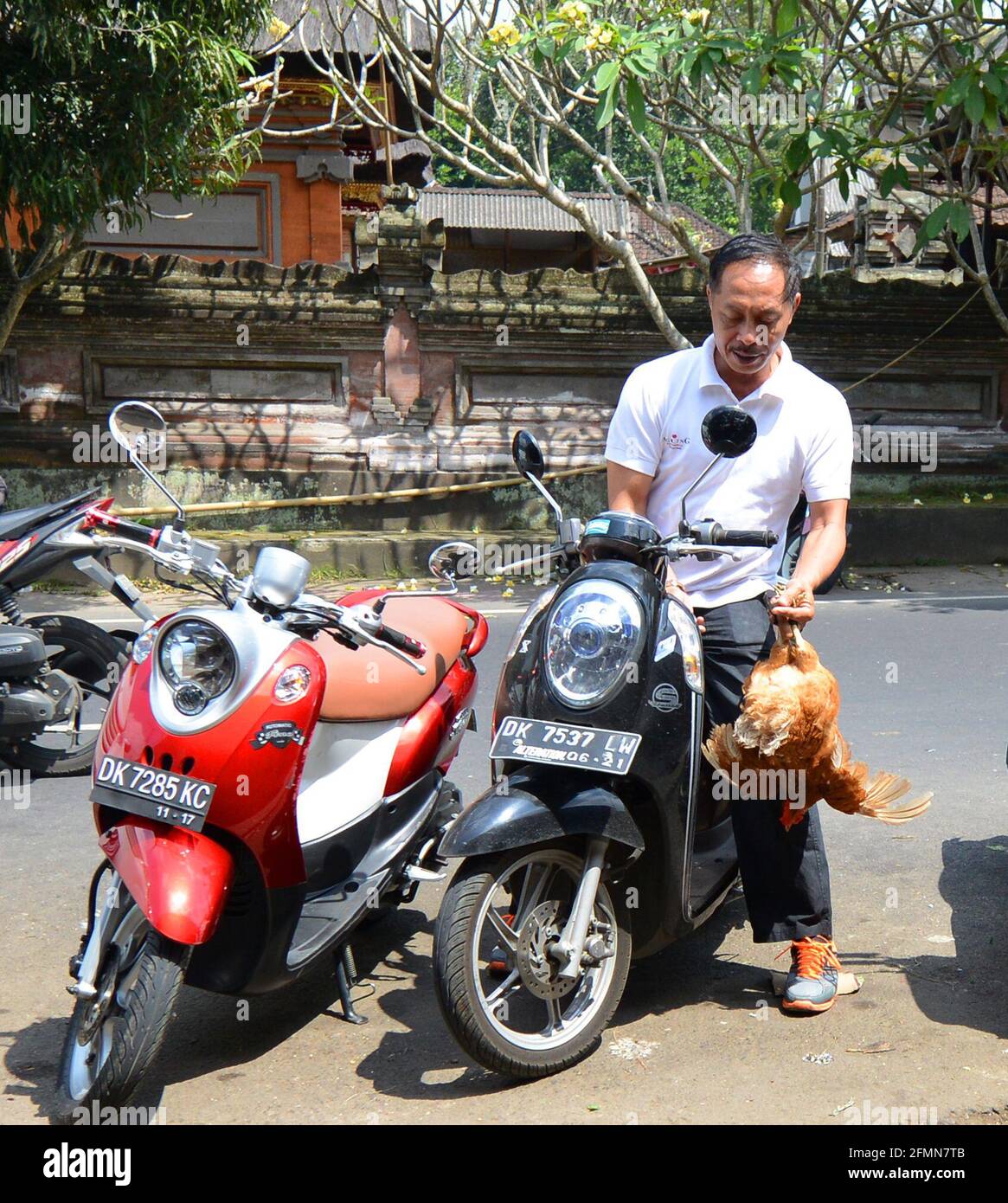 A Balinese man on his motorbike with his live chicken Stock Photo - Alamy