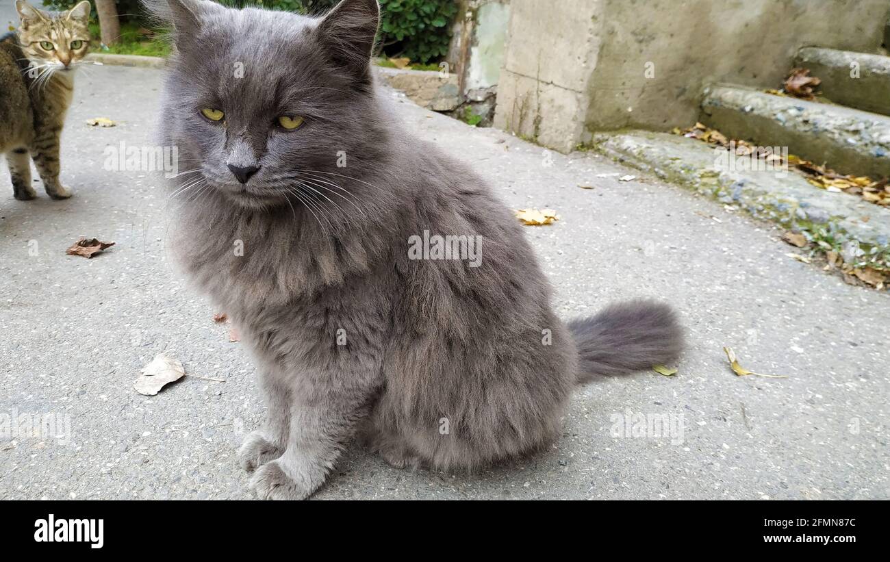 Homeless cat on street hi-res stock photography and images - Alamy