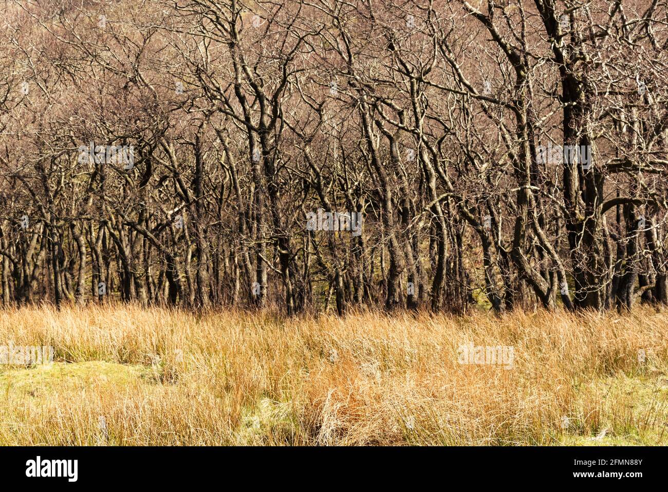 Alder trees in winter hi-res stock photography and images - Alamy