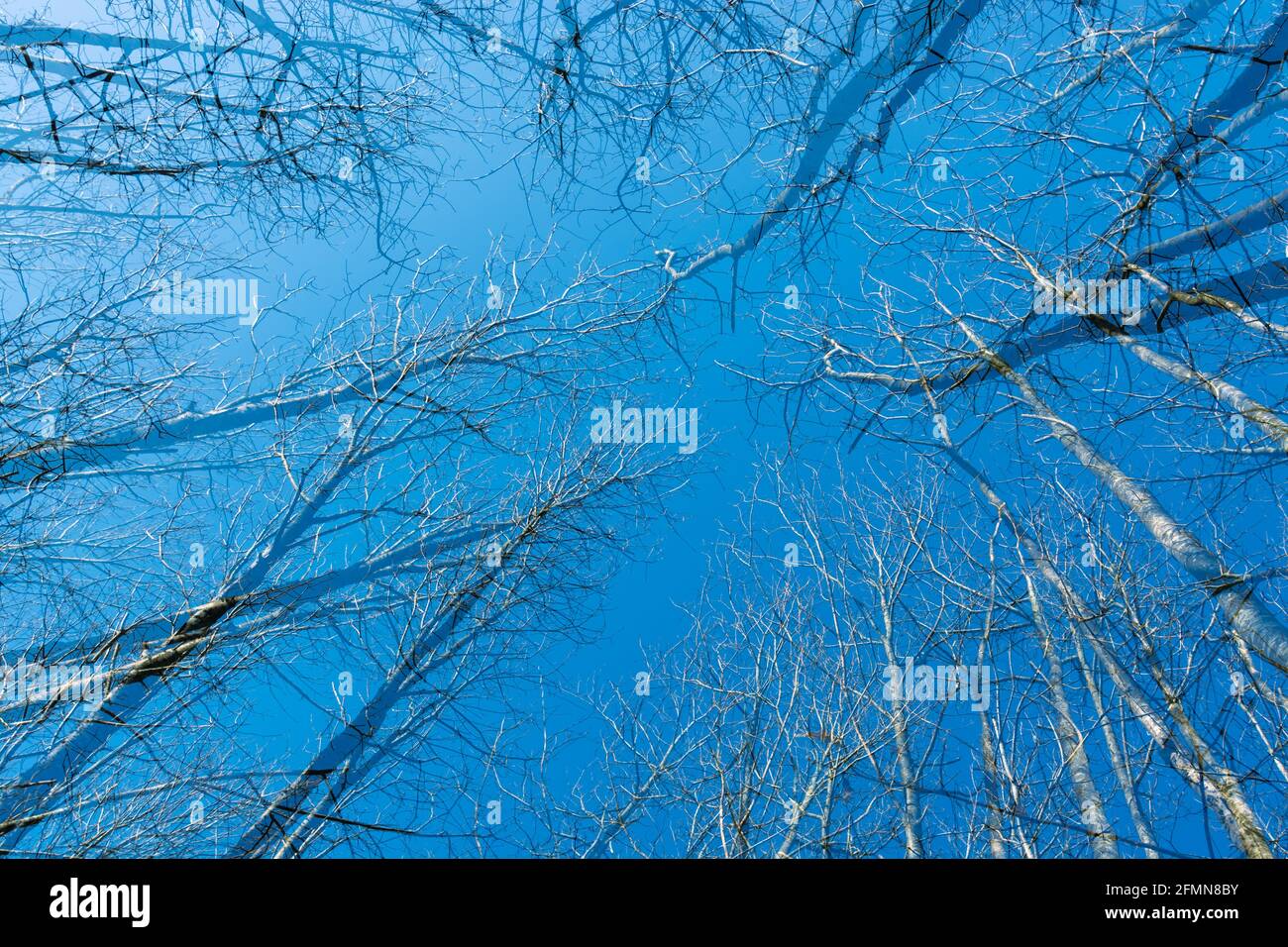 Converging tree trunks hi-res stock photography and images - Alamy