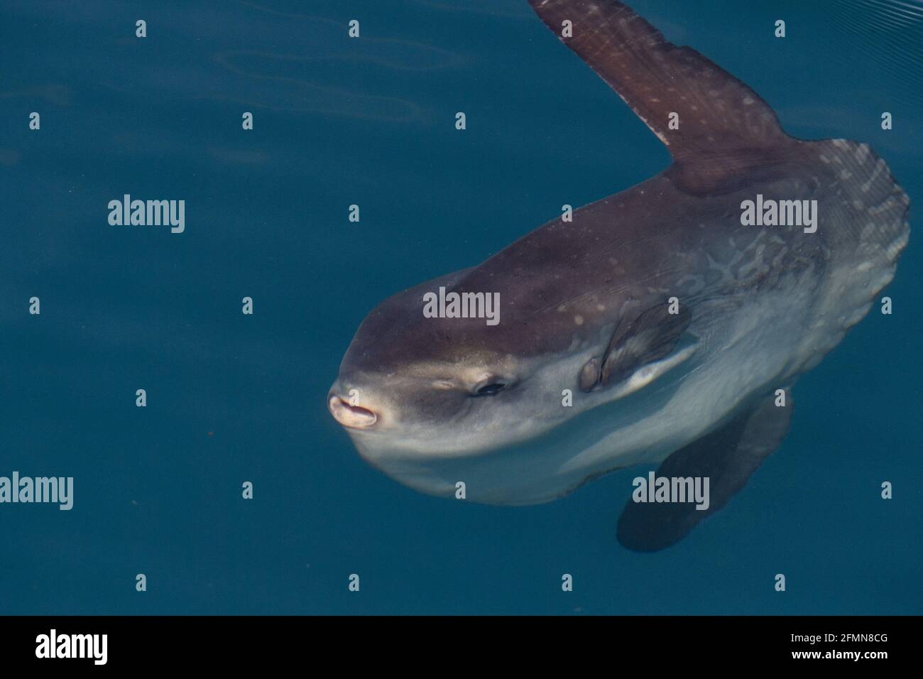 Sunfish on sea surface while eating jellyfish Stock Photo - Alamy
