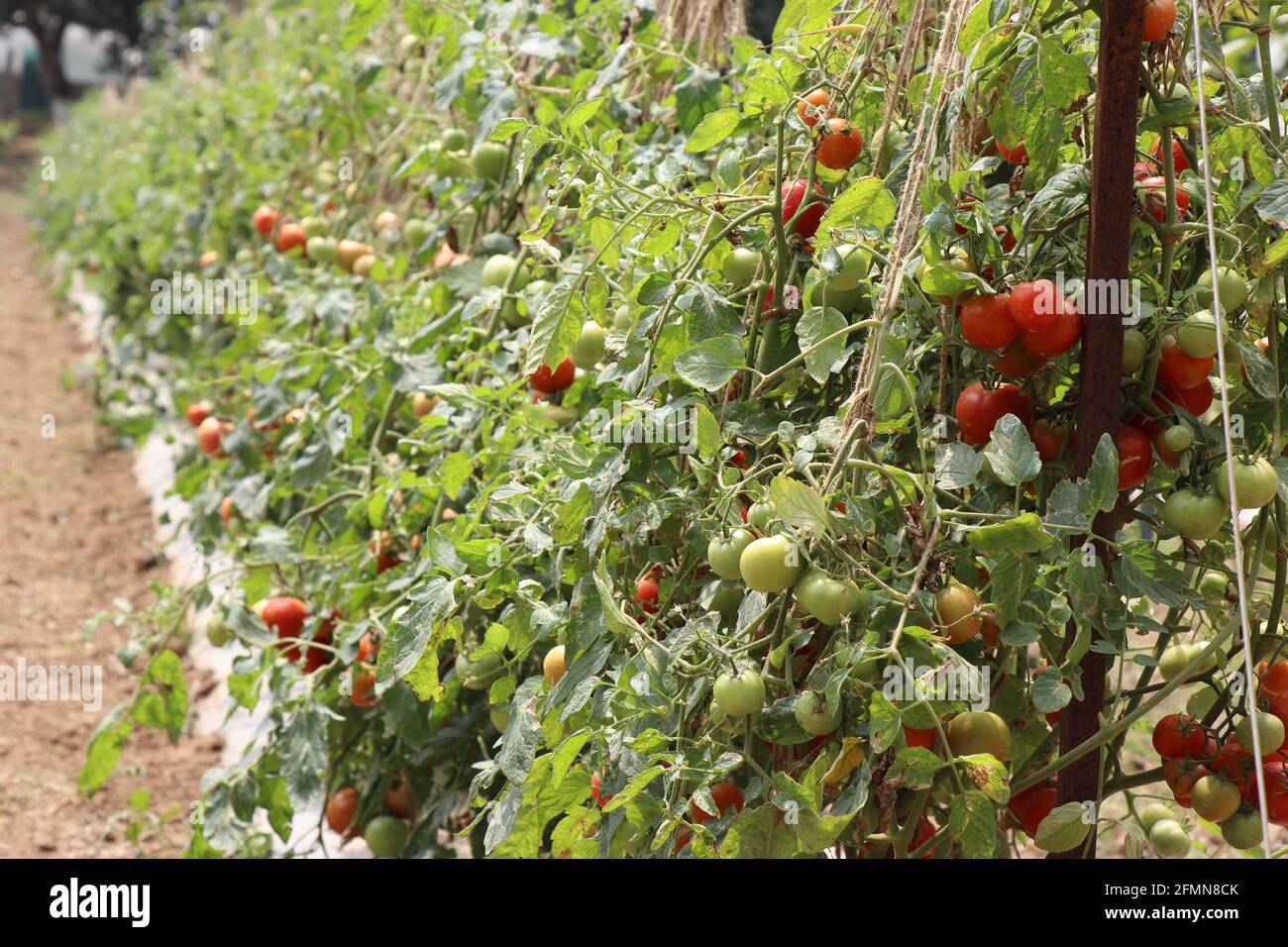 Hanging tomatoes hi-res stock photography and images - Alamy