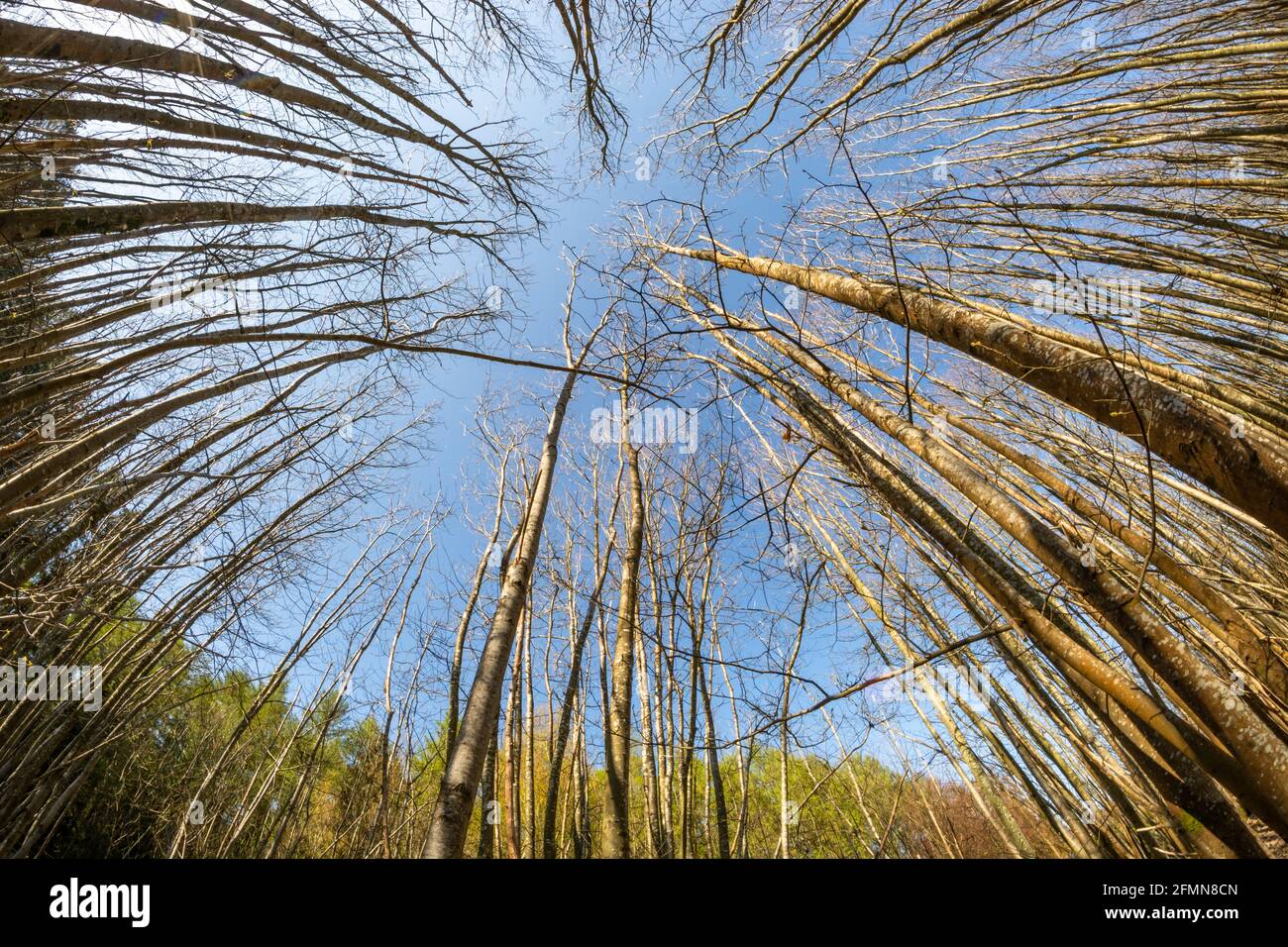 Converging tree trunks hi-res stock photography and images - Alamy