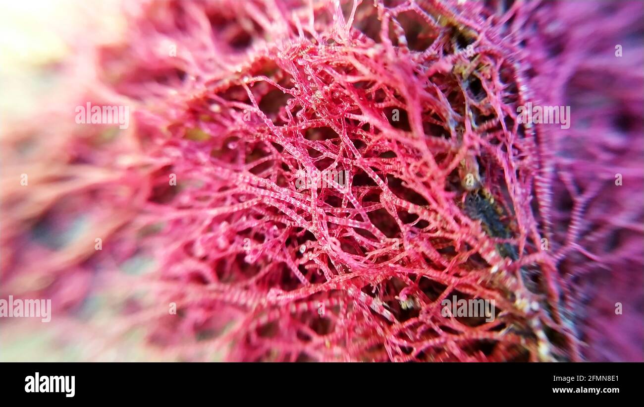 Beautiful red algae on the seashore Stock Photo - Alamy