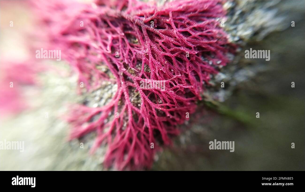 Red algae on the hi-res stock photography and images - Alamy
