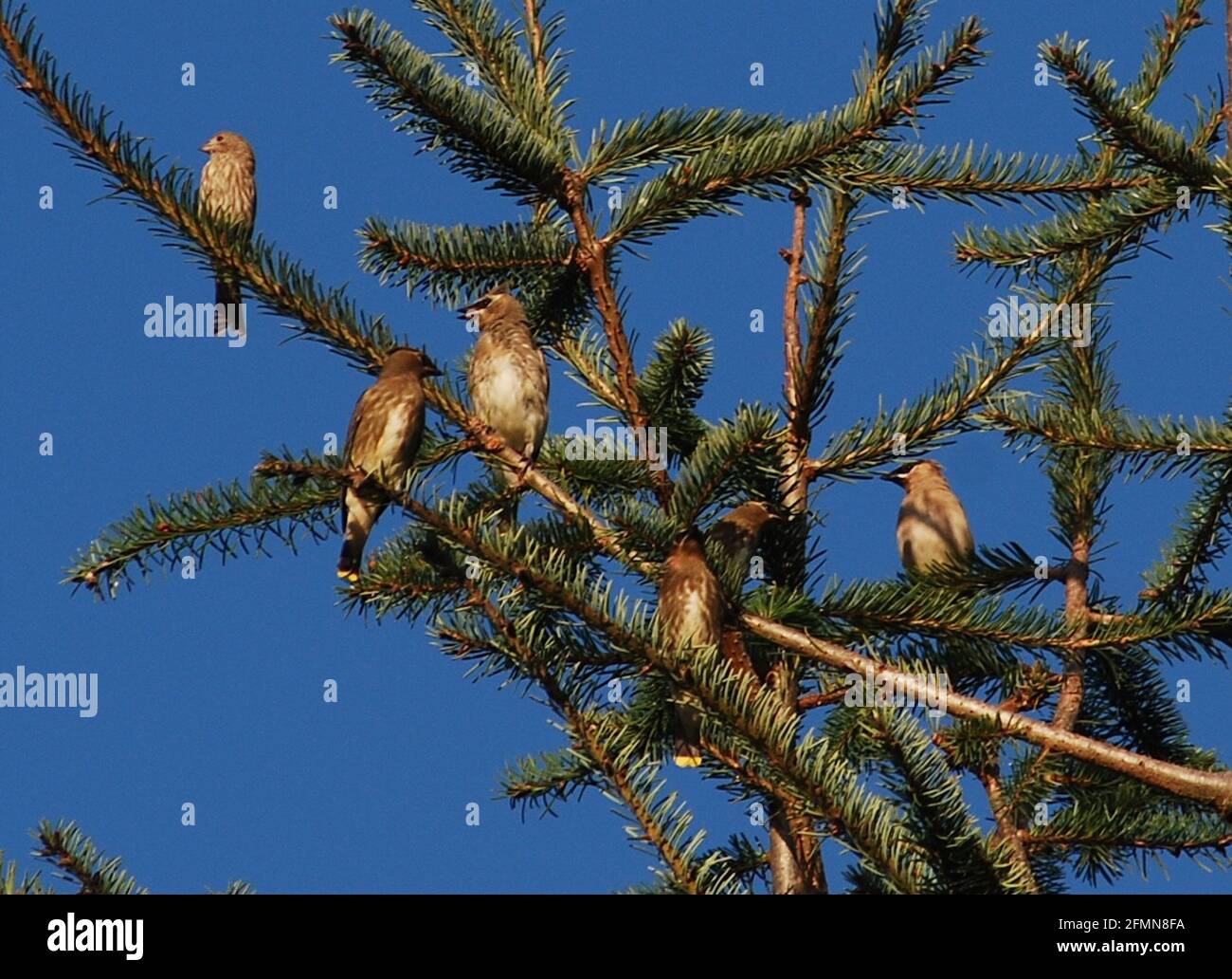 A flock of cedar waxwings rest atop a fir tree Stock Photo - Alamy