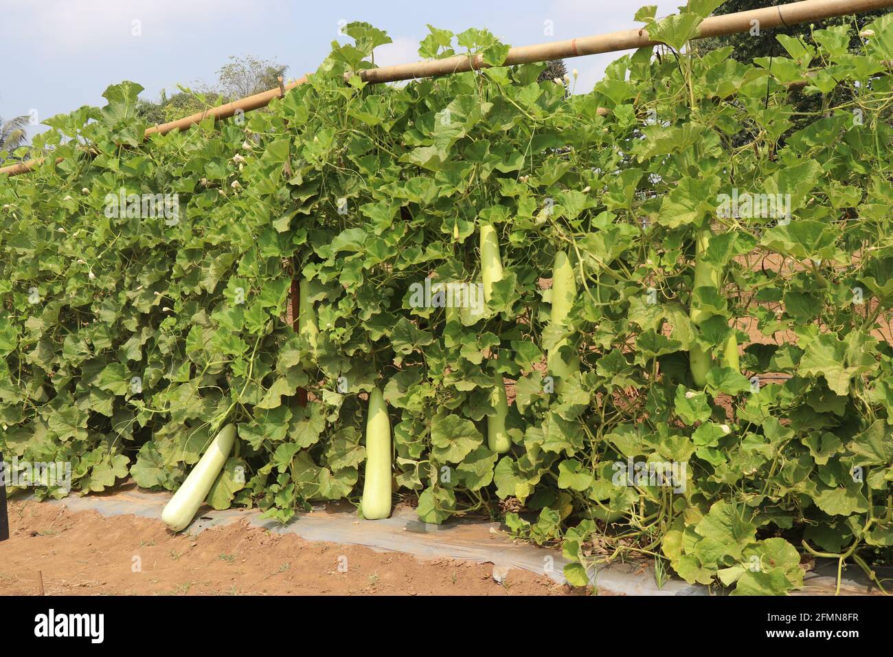 Bottle gourd lagenaria siceraria hi-res stock photography and images ...