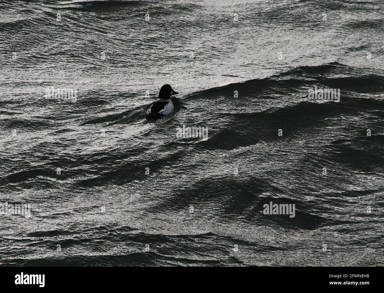 A Common Goldeneye negotiates the waves on Puget Sound Stock Photo - Alamy