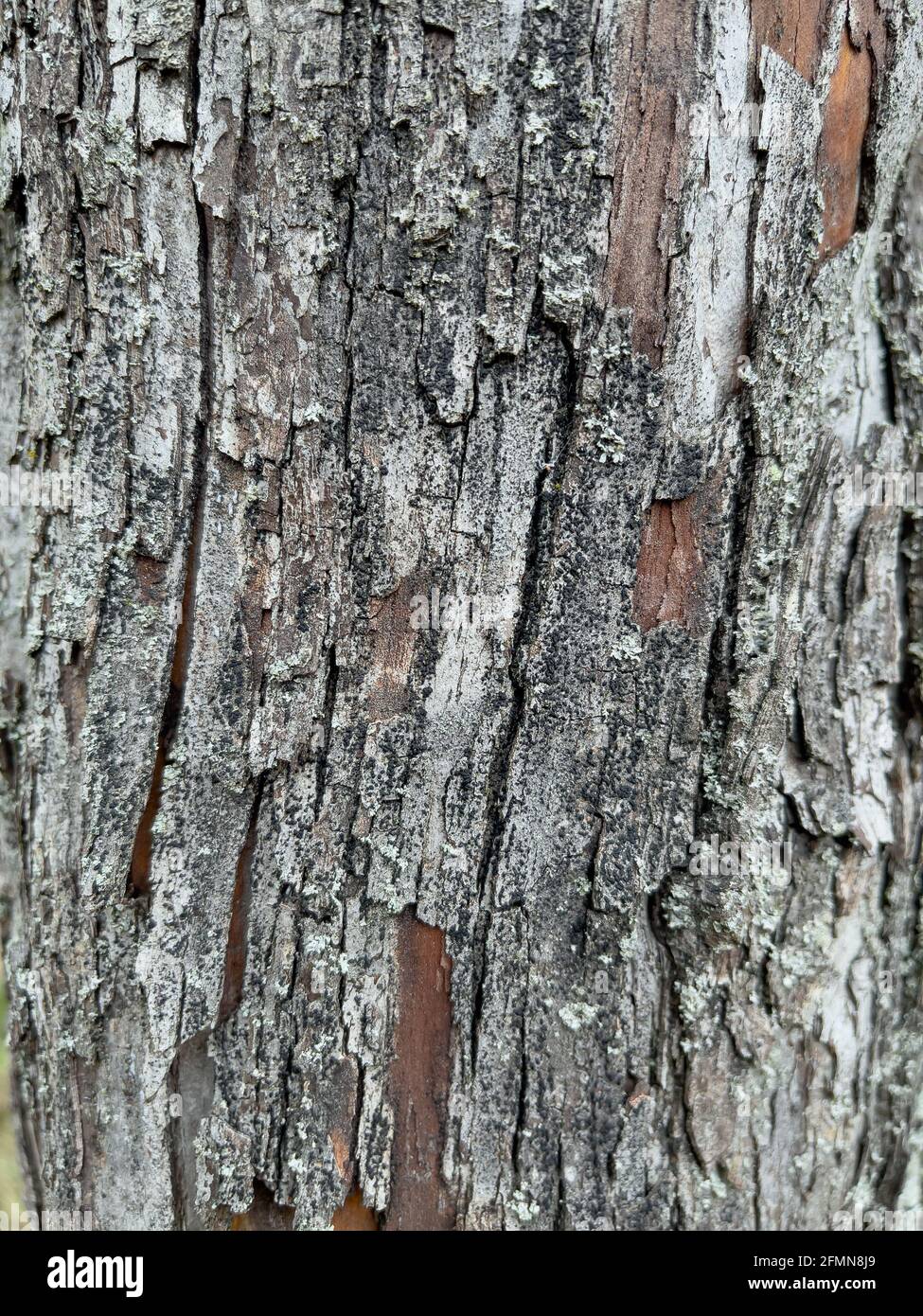 Embossed texture of the bark of tree. Pattern of natural tree bark ...