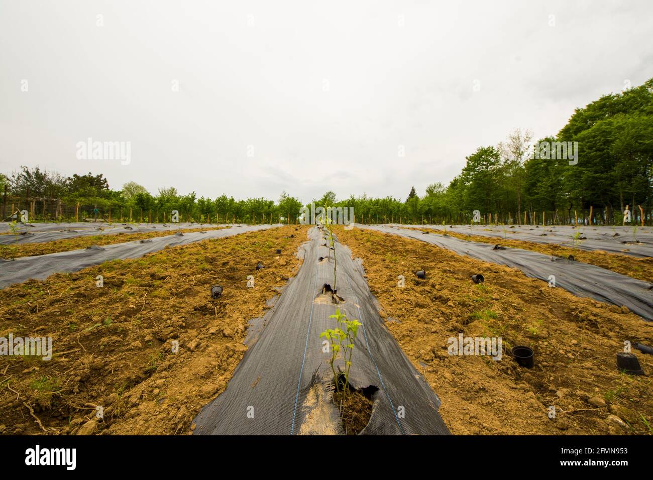 Blueberry plantation, field in the farm in Samegrelo, Georgia Stock ...