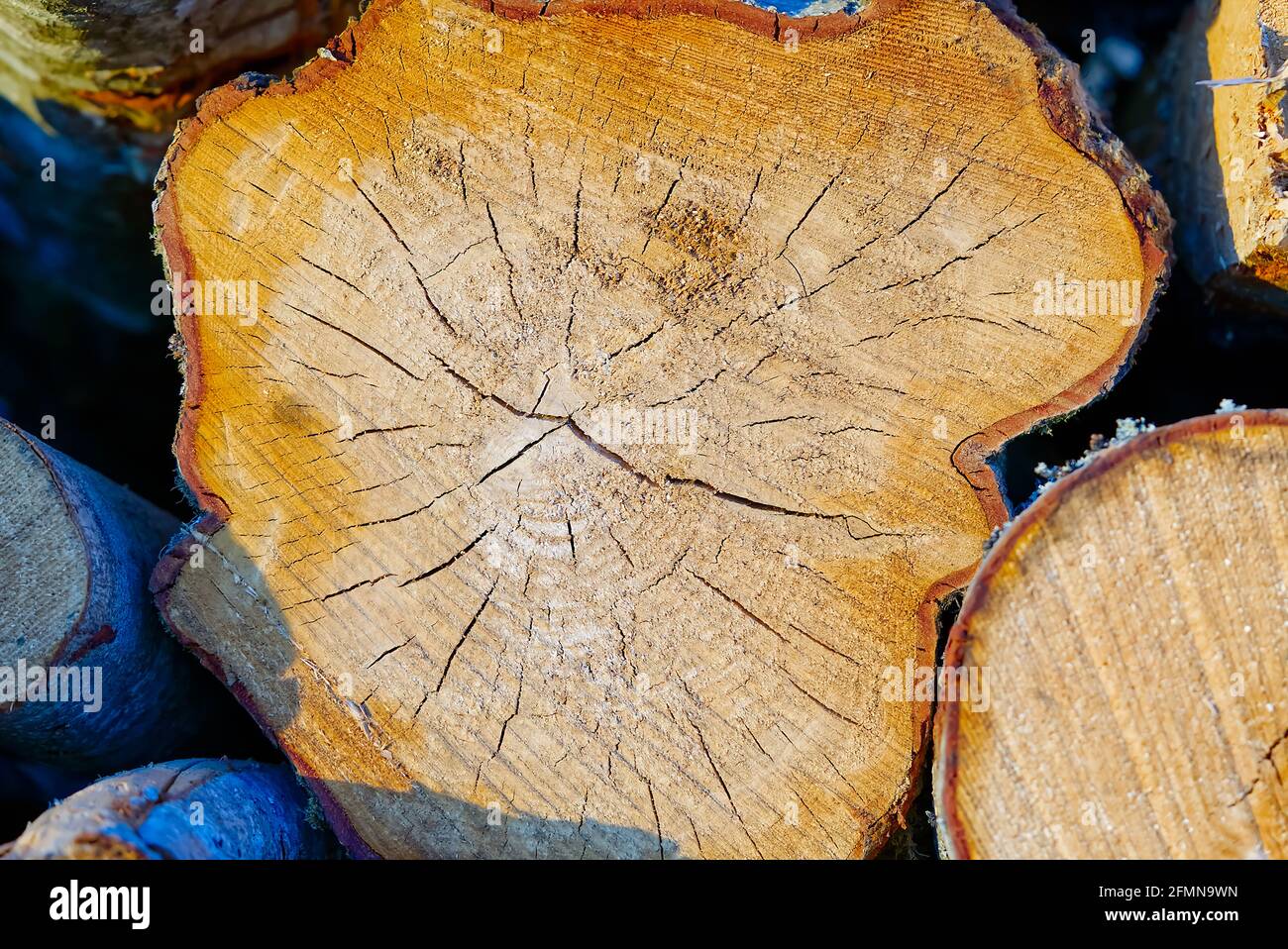 wood texture on a cut of a tree. lumber industry. woodlog texture of ...