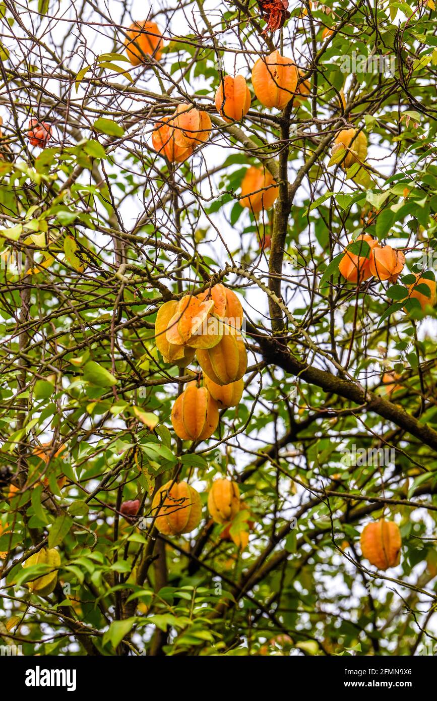 Close-up of carambola tree full of ripe fruits Stock Photo - Alamy