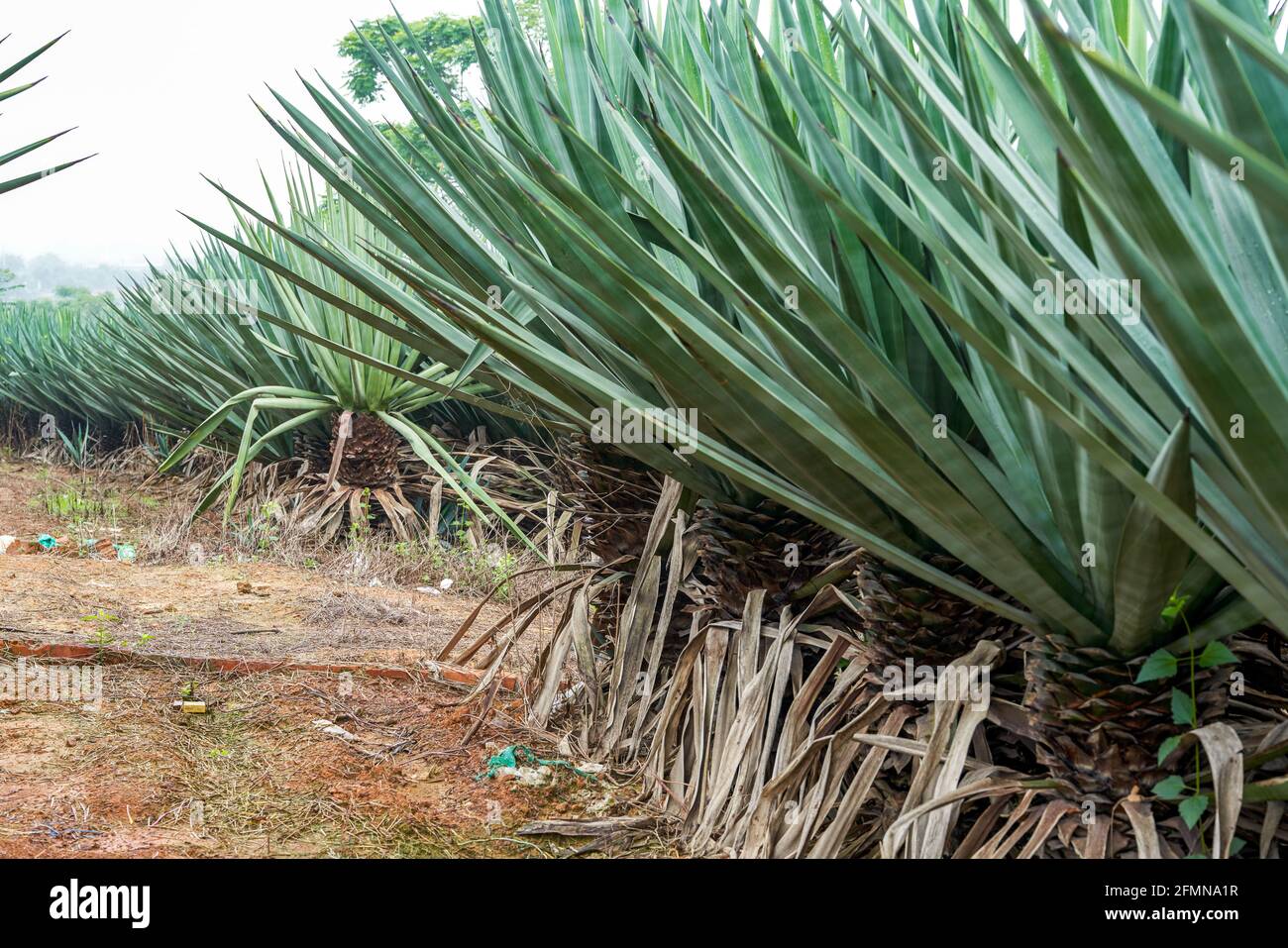 Sisal farm kenya hi-res stock photography and images - Alamy