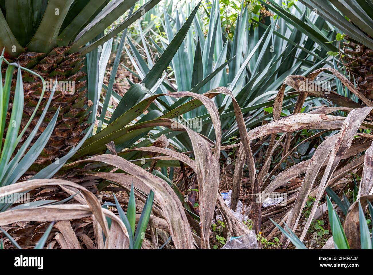 Sisal farm kenya hi-res stock photography and images - Alamy