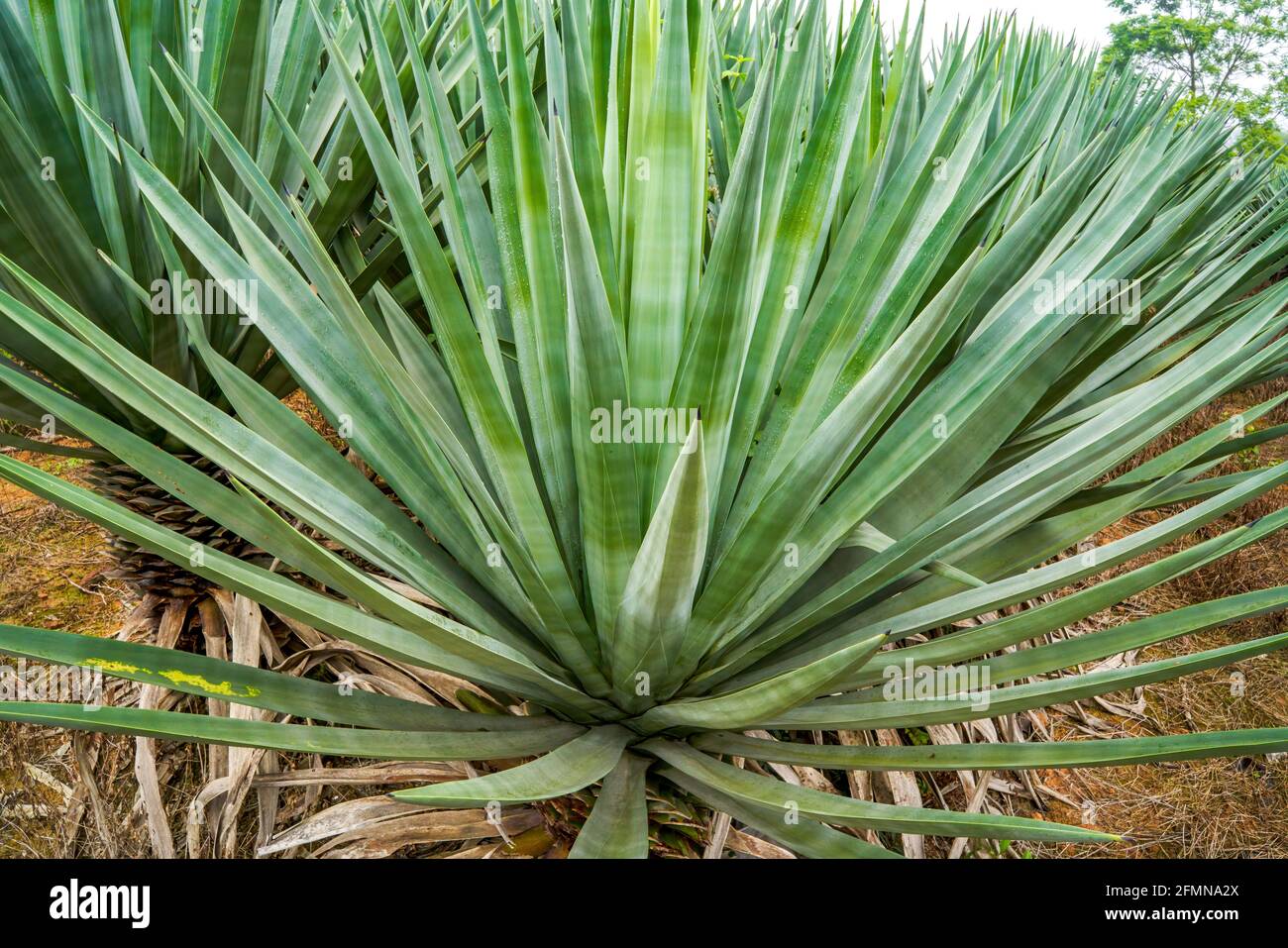Sisal farm kenya hi-res stock photography and images - Alamy