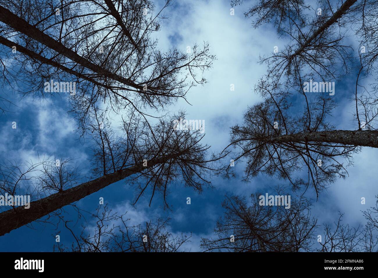Bottom view beautiful pine hi-res stock photography and images - Alamy
