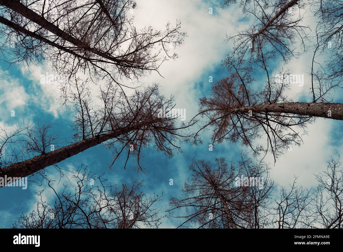 Bottom view beautiful pine hi-res stock photography and images - Alamy
