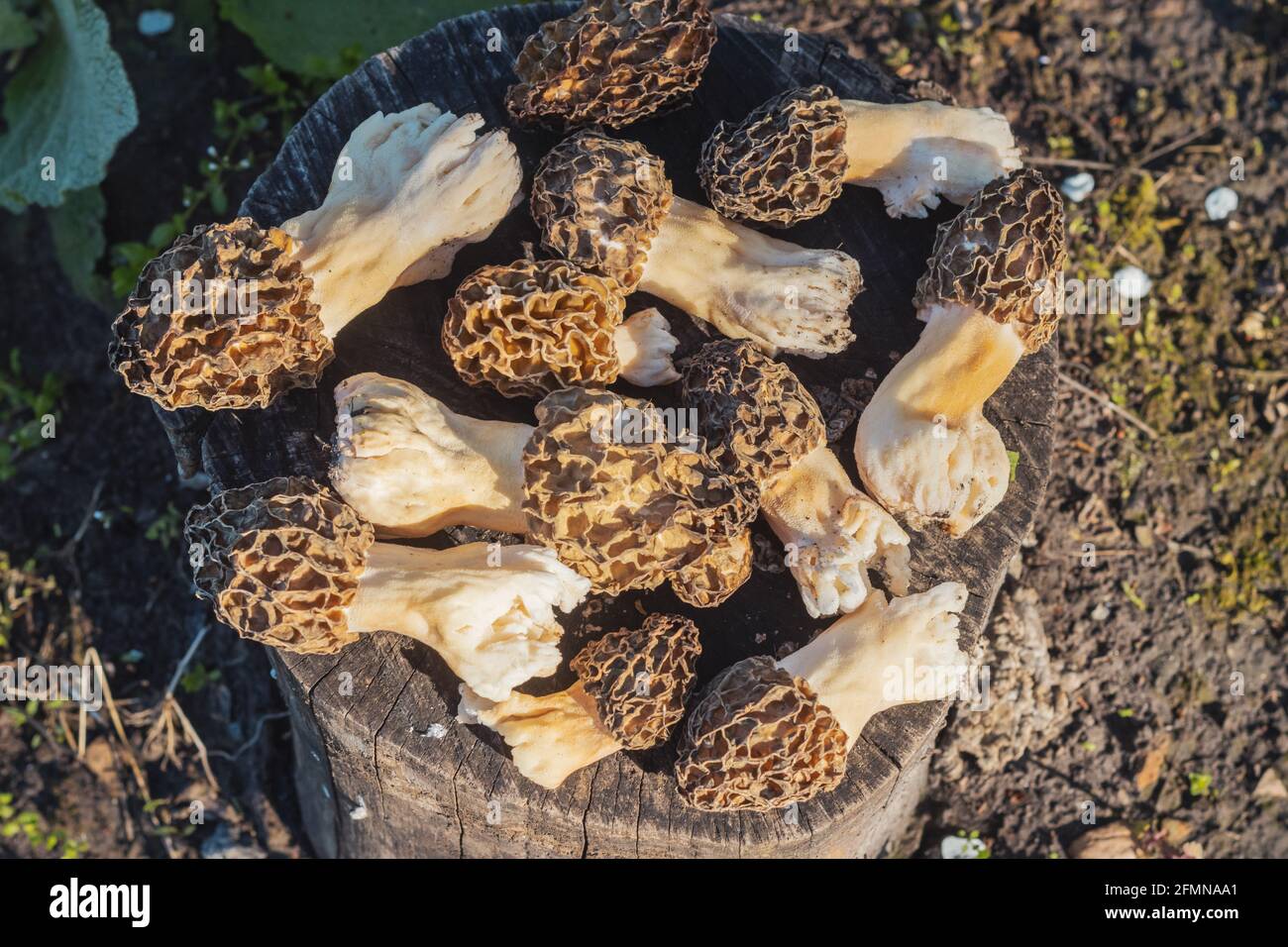 spring morels rare delicious mushrooms Stock Photo - Alamy