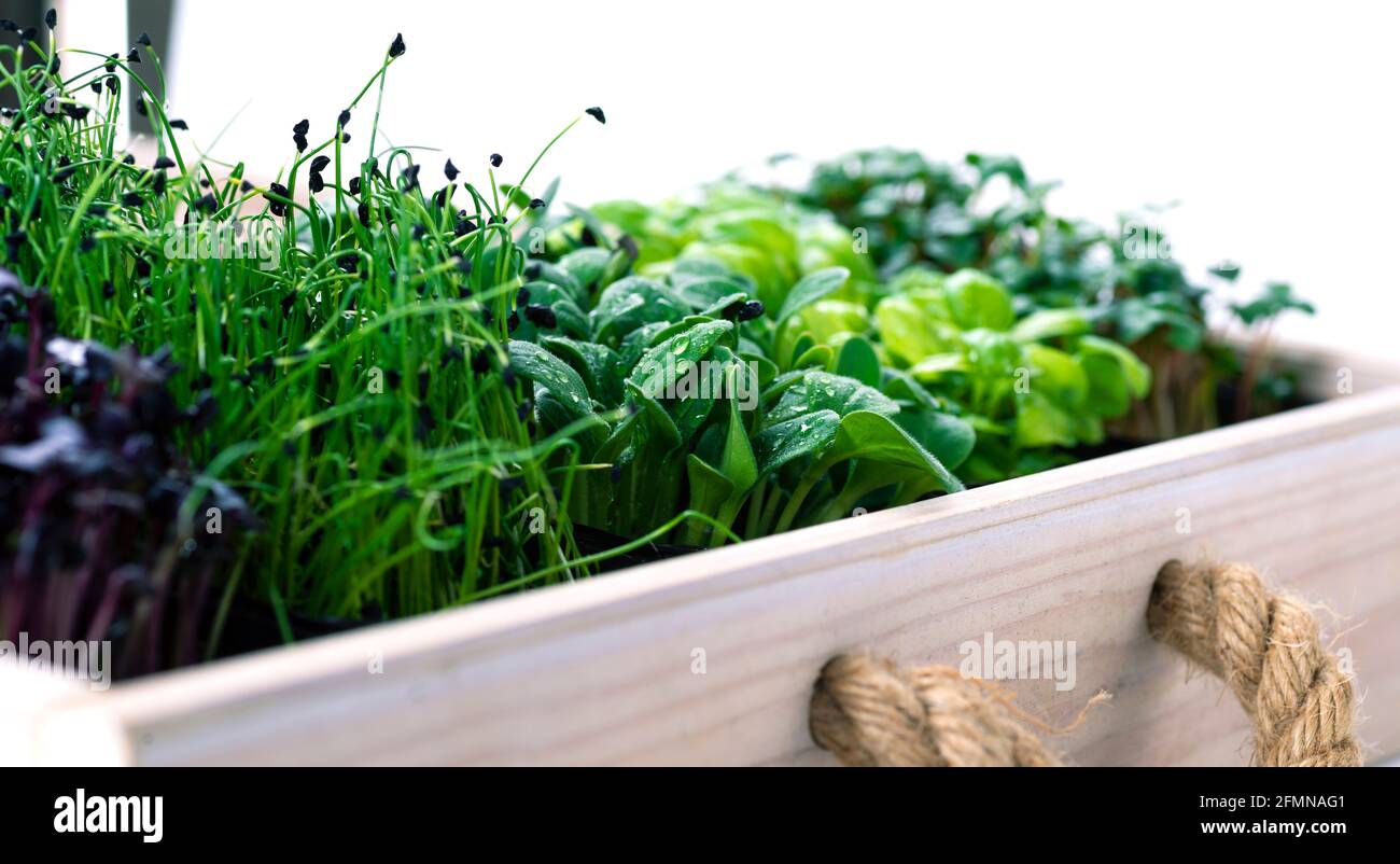 Mixed micro greens in growing trays in a white wooden box. Microgreens ...