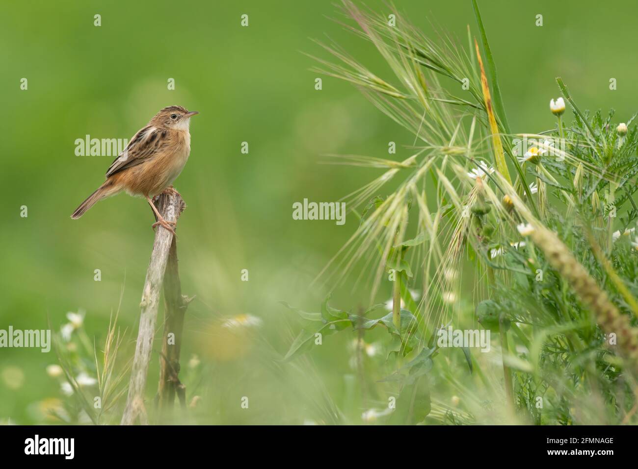 Zitting cisticola (Cisticola juncidis) small passerine bird perched in ...