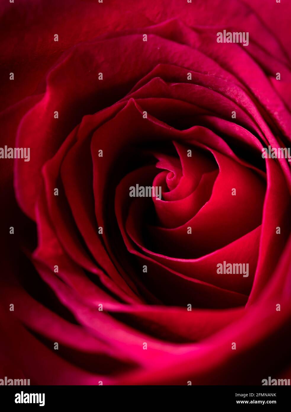 Romantic red roses macro hi-res stock photography and images - Alamy