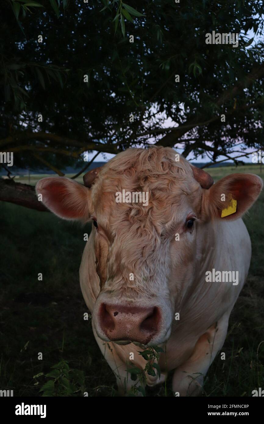White heifer under a tree in a meadow in rural Germany on a summer ...