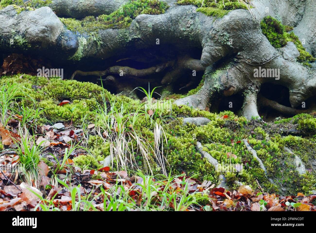 view into free and above-ground roots of an old tree with forest floor ...