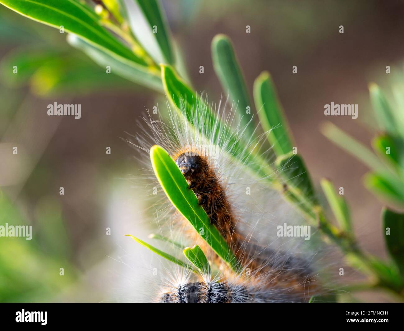 Moth larvae australia hi-res stock photography and images - Alamy