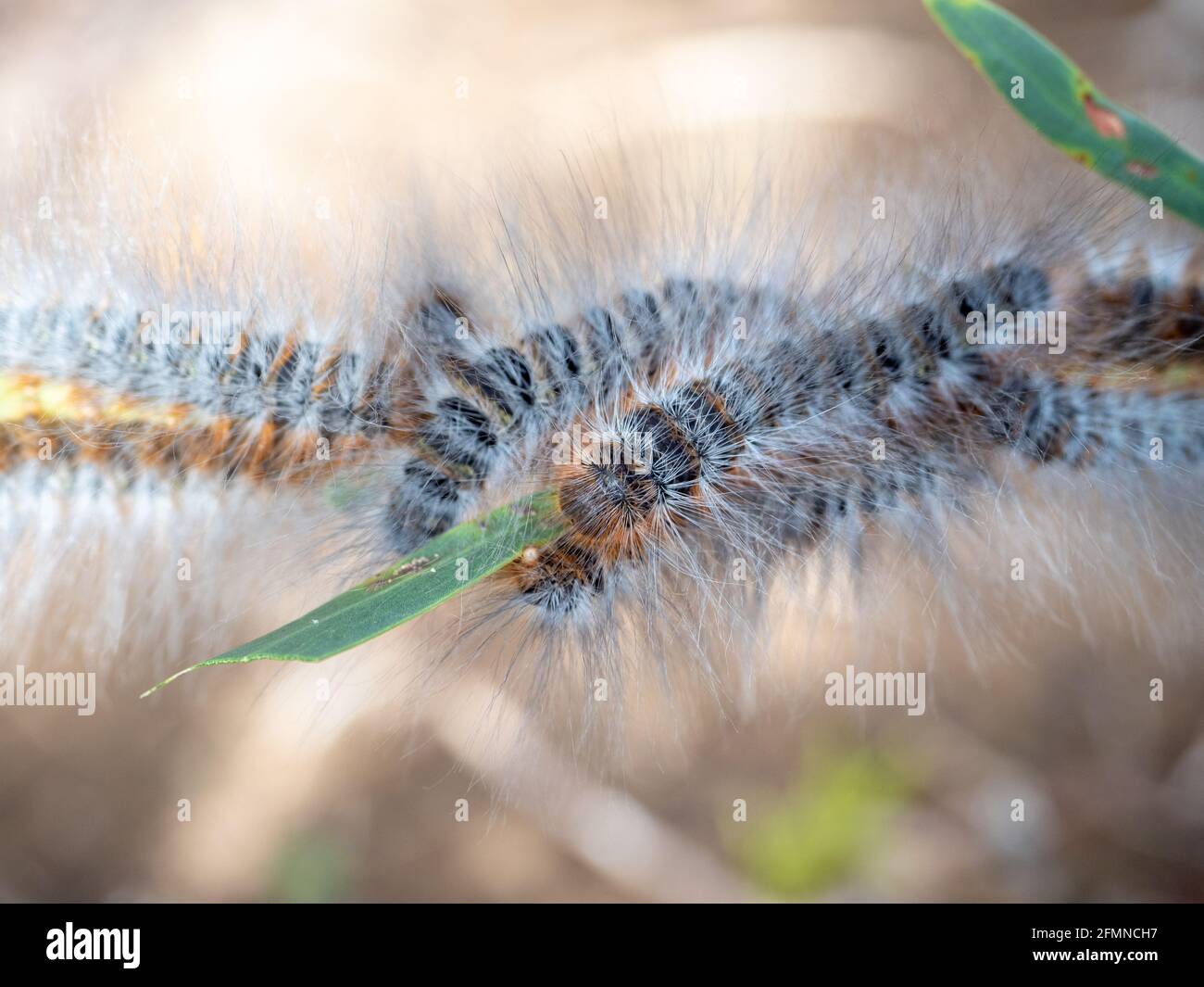 Bog Shelter Moth (Ochrogaster lunifer) larvae Stock Photo - Alamy