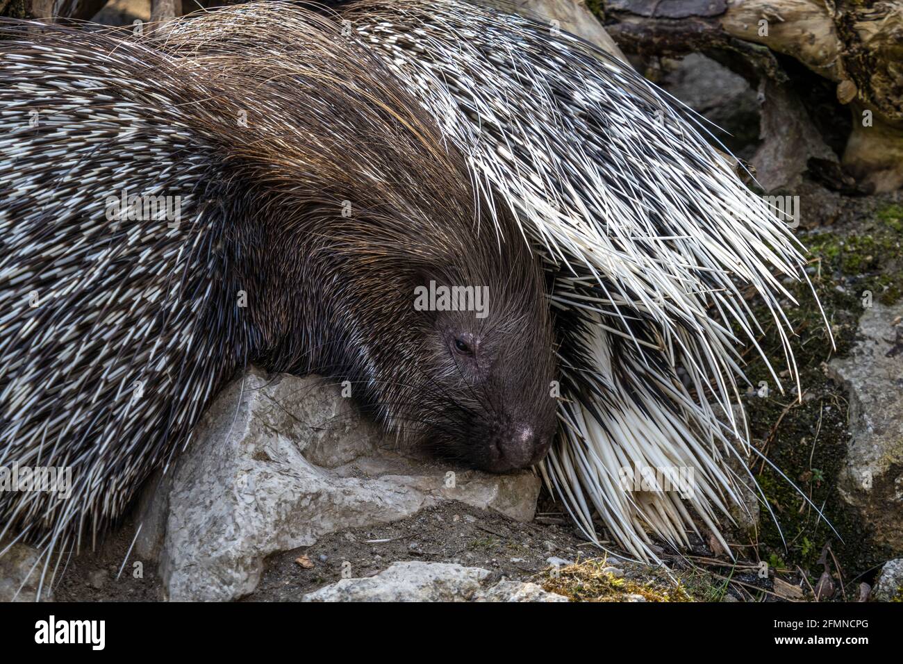 The Indian crested Porcupine, Hystrix indica or Indian porcupine, is a ...