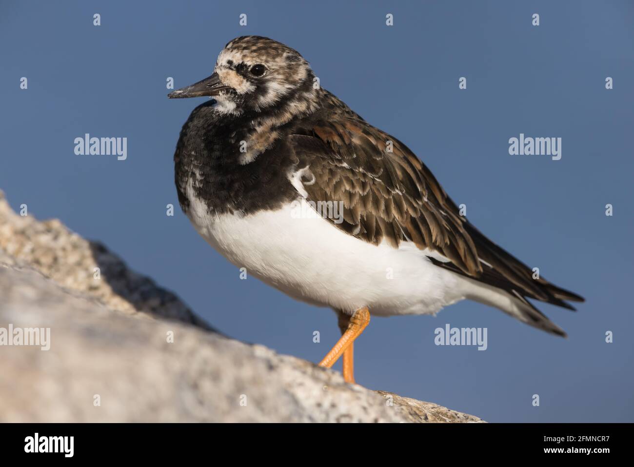 Turnstone on rocks Stock Photo - Alamy