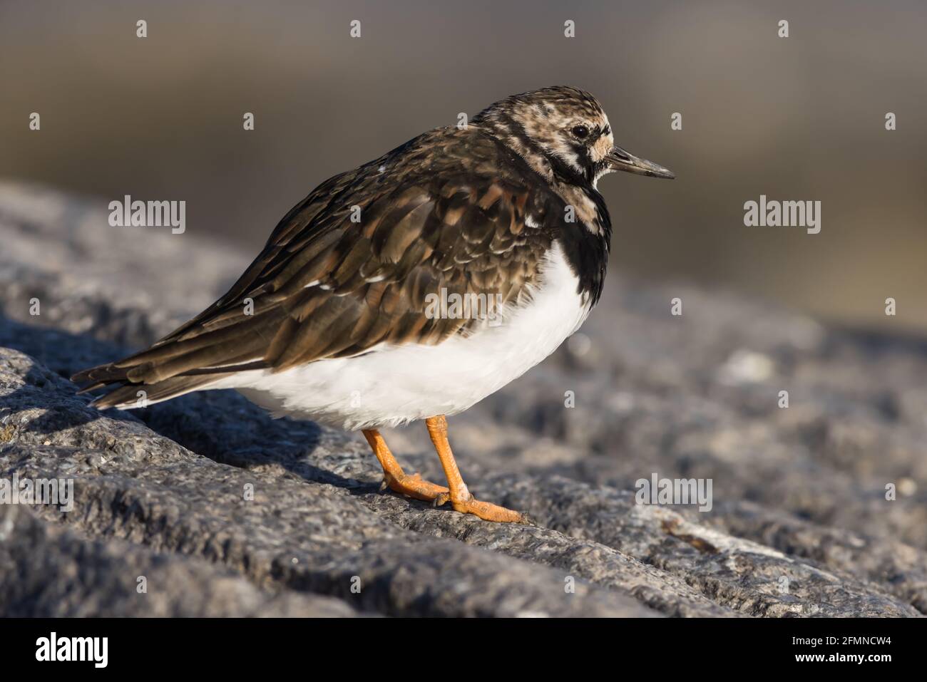 Turnstone britain hi-res stock photography and images - Alamy