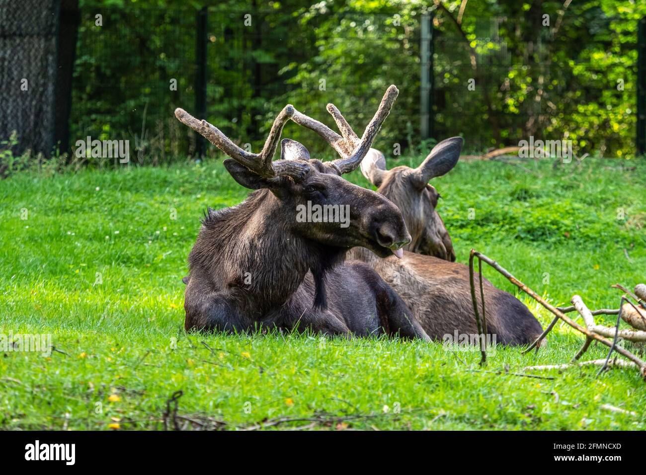 European Moose, Alces alces, also known as the elk. Wild life animal ...